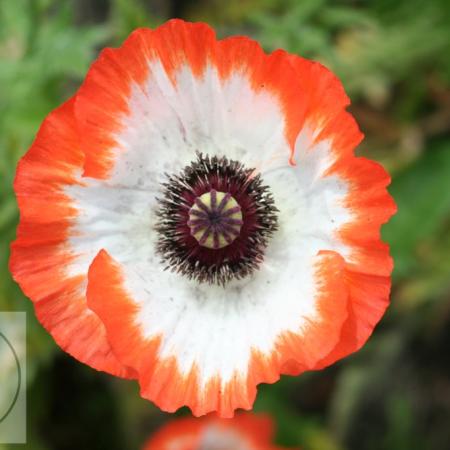 Papaver | Vaste Planten De Swaef BV