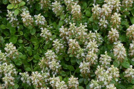 Ajuga reptans 'Alba' | Vaste Planten De Swaef BV