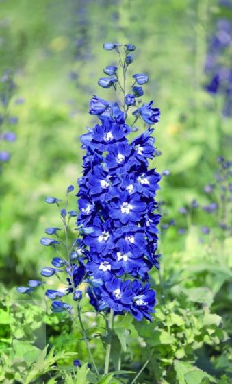 Delphinium pacific giant 'Blue Bird' | Vaste Planten De Swaef BV