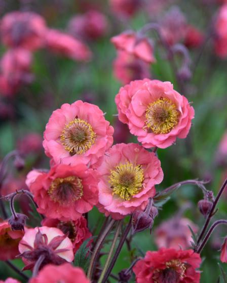 Geum 'Pink Petticoats' | Vaste Planten De Swaef BV