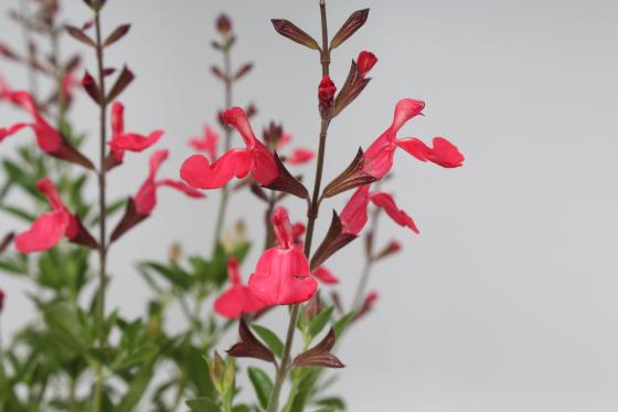 Salvia greggii 'Lipstick' | Vaste Planten De Swaef BV
