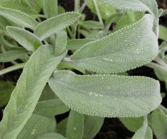 Salvia officinalis | Vaste Planten De Swaef BV